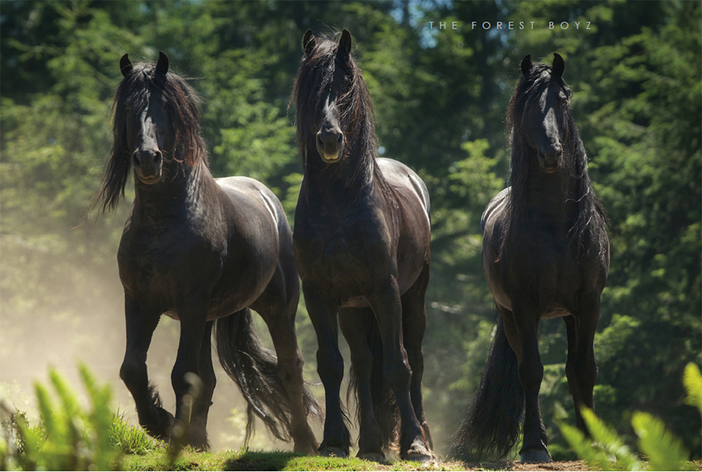 Socialising Stallions