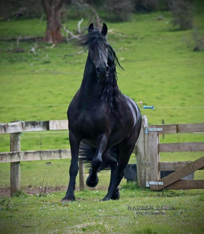 Friesian | Baroque Horse Magazine